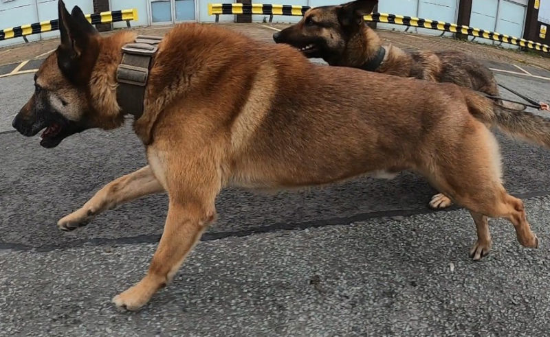 What Breeds Of Dog Are Suitable For Canine Security? | React K9 Security
