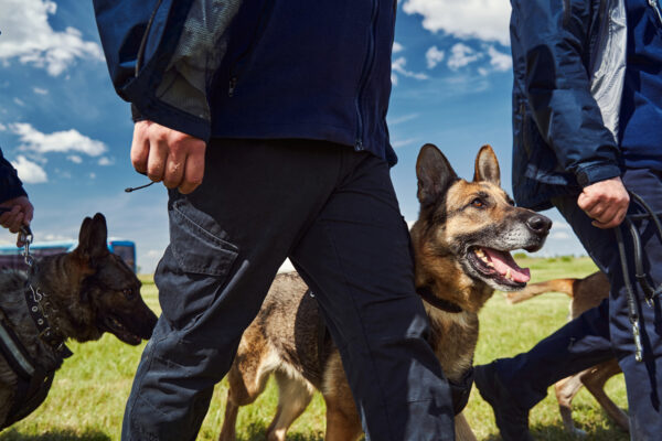 Understanding UK Laws Surrounding K9 Security: What You Need To Know ...