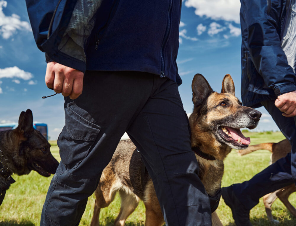 The Future Of Security: How K9 Units Work With Advanced Technology ...