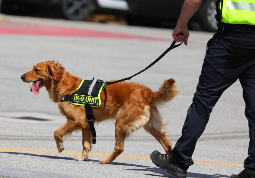 Top 5 UK Industries That Benefit Most From Canine Security | React K9 ...